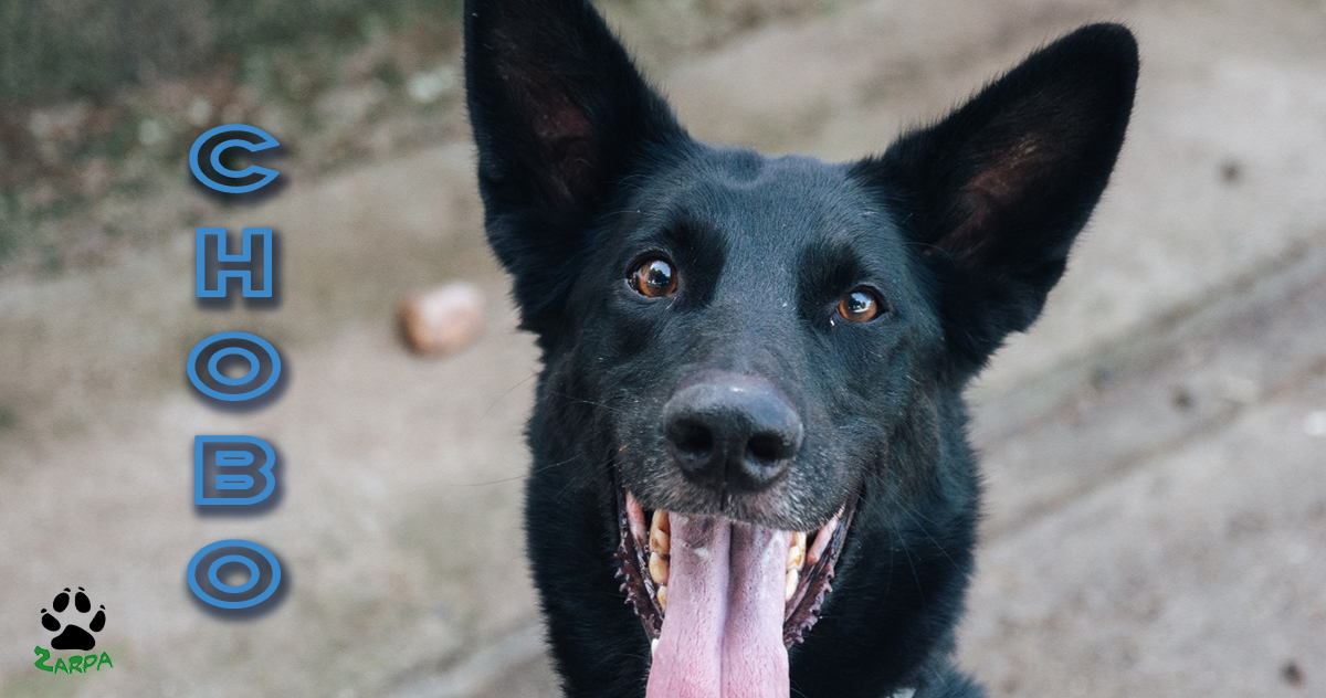 Chobo - Zarpa Zaragoza Protección AnimalZarpa Zaragoza Protección Animal