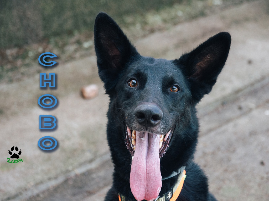 ZARPA - Zarpa Zaragoza Protección AnimalZarpa Zaragoza Protección Animal