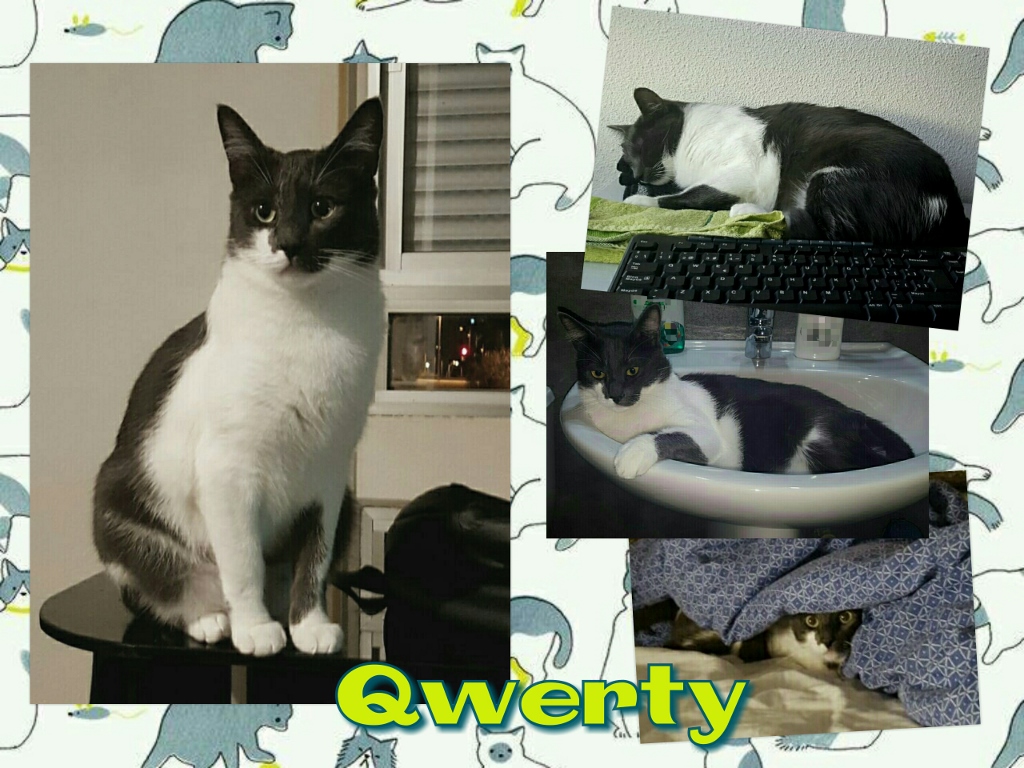 ¡Qwerty, antes Platón, adoptado! - Zarpa Zaragoza Protección ...