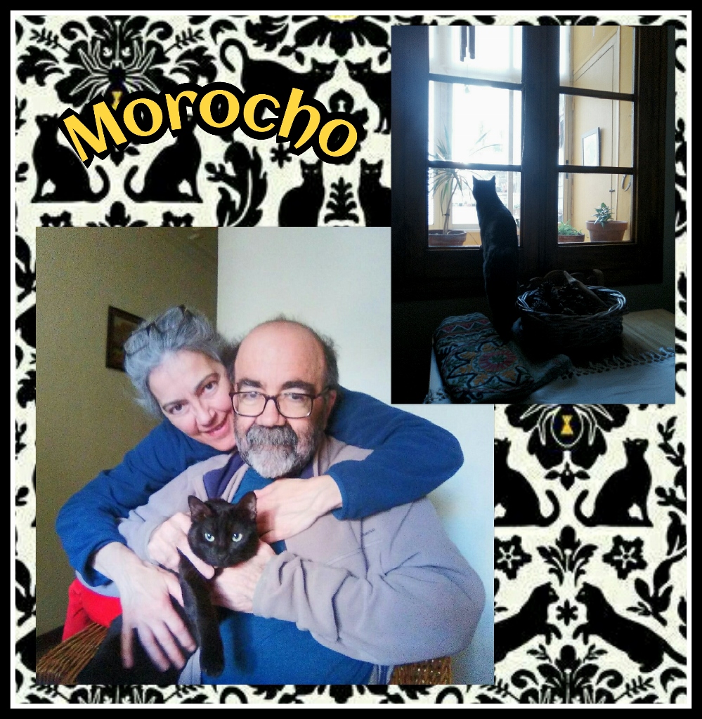 ¡Morocho, antes Medianoche, adoptado! - Zarpa Zaragoza Protección ...